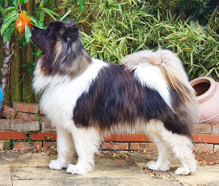 Breed Traits | Akita Rescue & Welfare UK