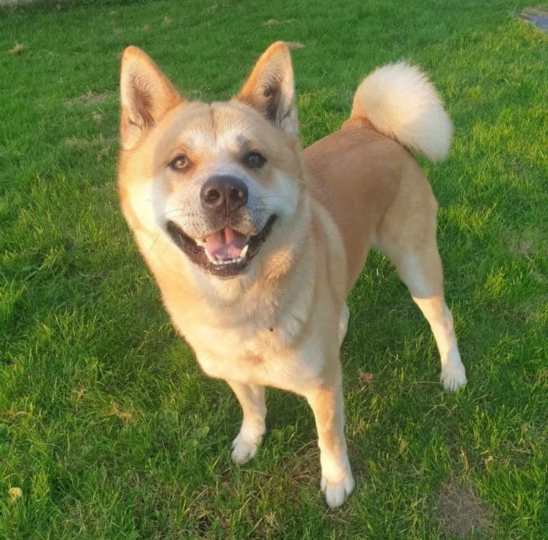 Breed Traits | Akita Rescue & Welfare UK